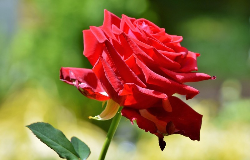 Sapne Me Gulab Ka Phool Dekhna : सपने में गुलाब का फूल देखना क्या आपके ...