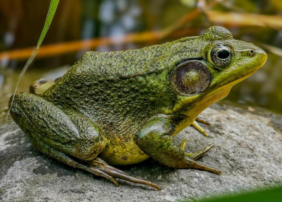 Sapne Me Mendhak Dekhna : क्या आपका भविष्य बदलने वाला है? - HindiFeeds ...